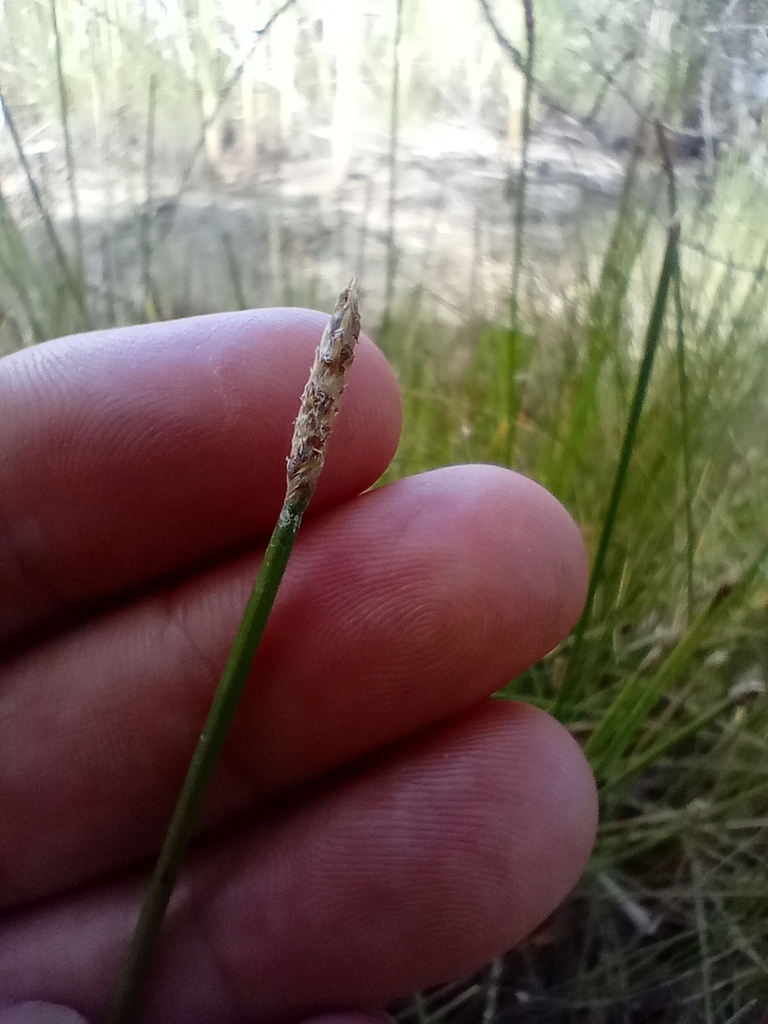 Sharp Spike Sedge from Nevis 9384, New Zealand on February 22, 2024 at ...