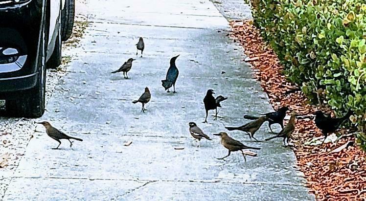 Common Myna from 8747 SW 40th St, Miami, FL 33165, USA on February 19 ...