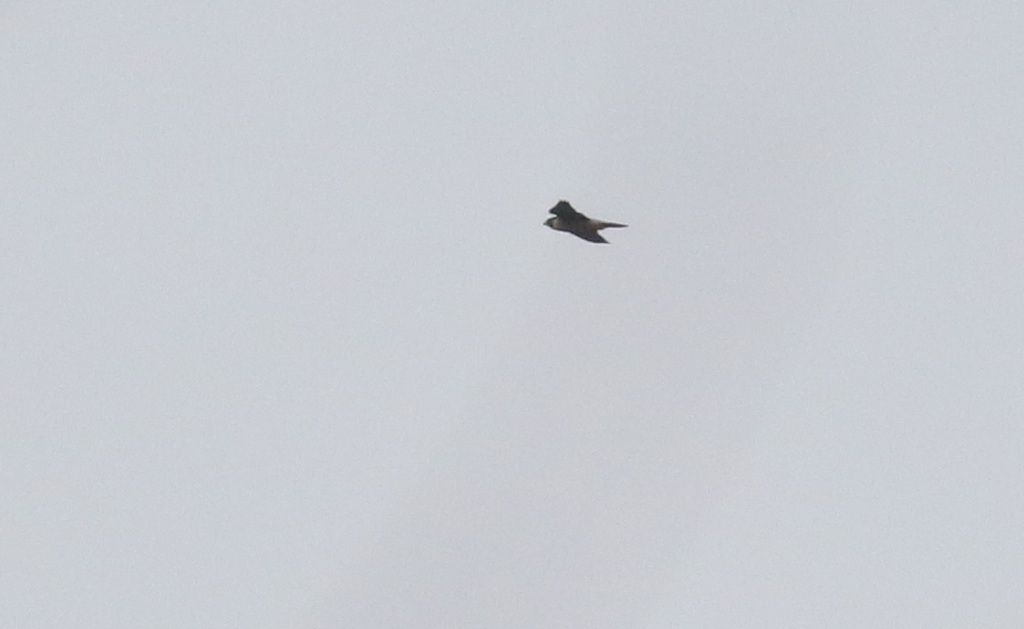 Peregrine Falcon from Sunset Hill, Spokane, WA, USA on February 22 ...