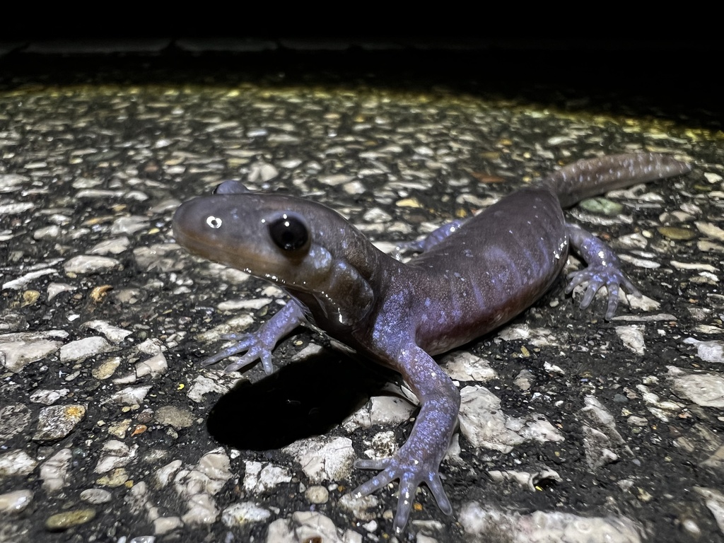 Jefferson Salamander in February 2024 by Nick · iNaturalist