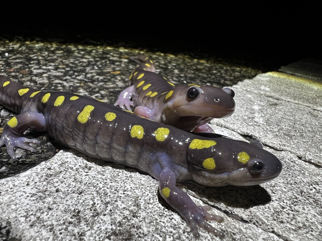 Spotted Salamander in February 2024 by Nick · iNaturalist