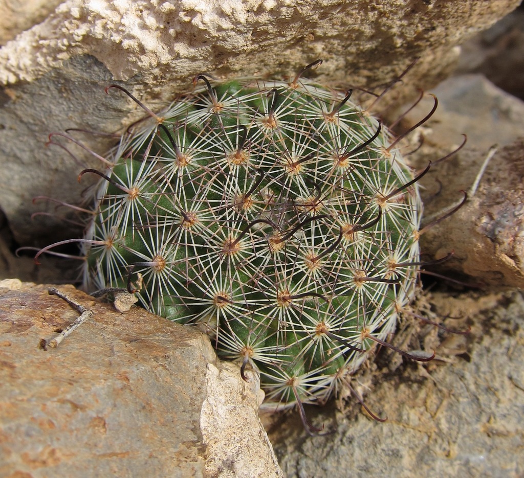 Graham's nipple cactus from Pima County, AZ, USA on July 8, 2012 at 08: ...