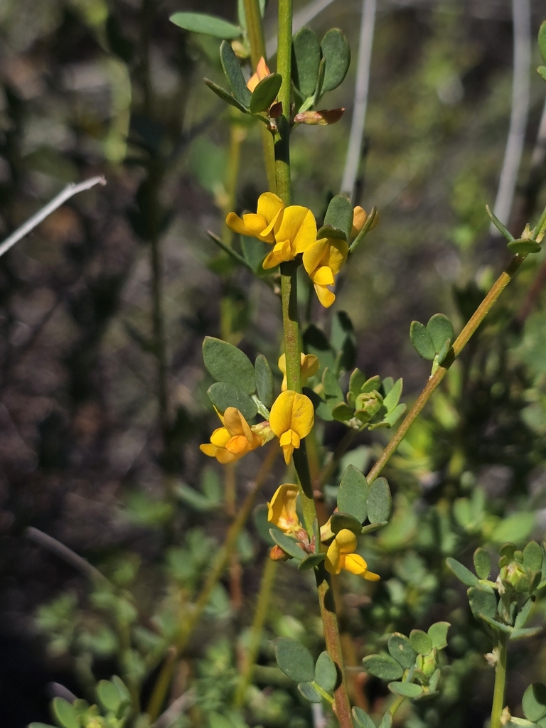 short-winged deerweed from Ensenada, MX-BN, MX on February 22, 2024 at ...