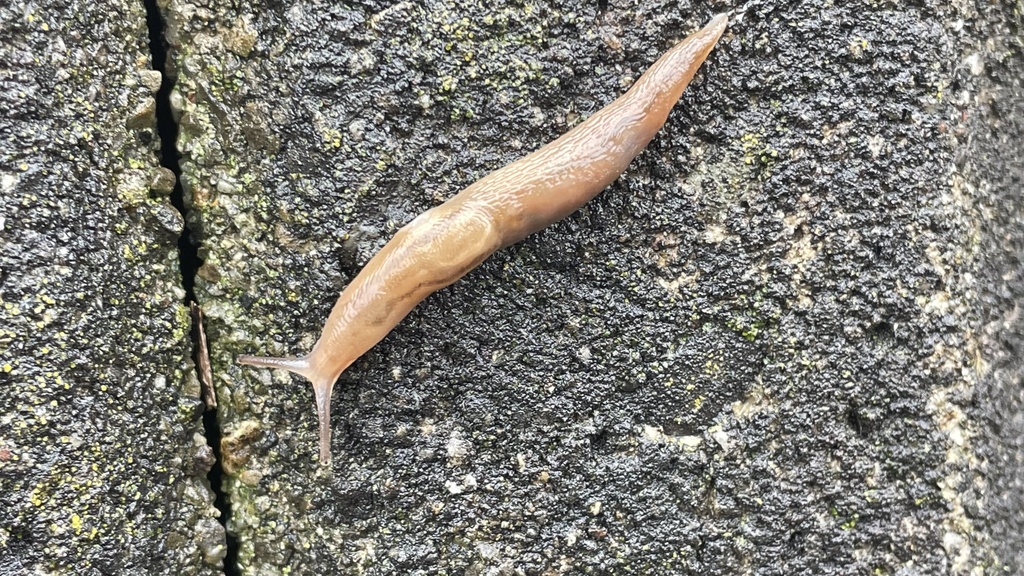 Striped Greenhouse Slug in February 2024 by tofuinsect · iNaturalist
