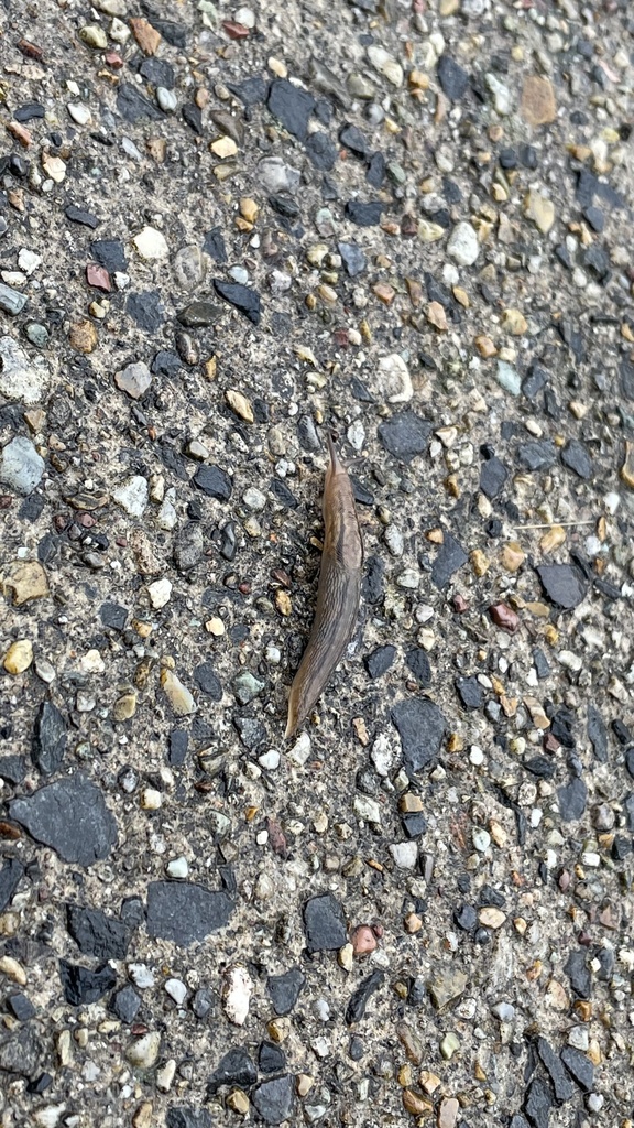 Striped Greenhouse Slug in February 2024 by tofuinsect · iNaturalist