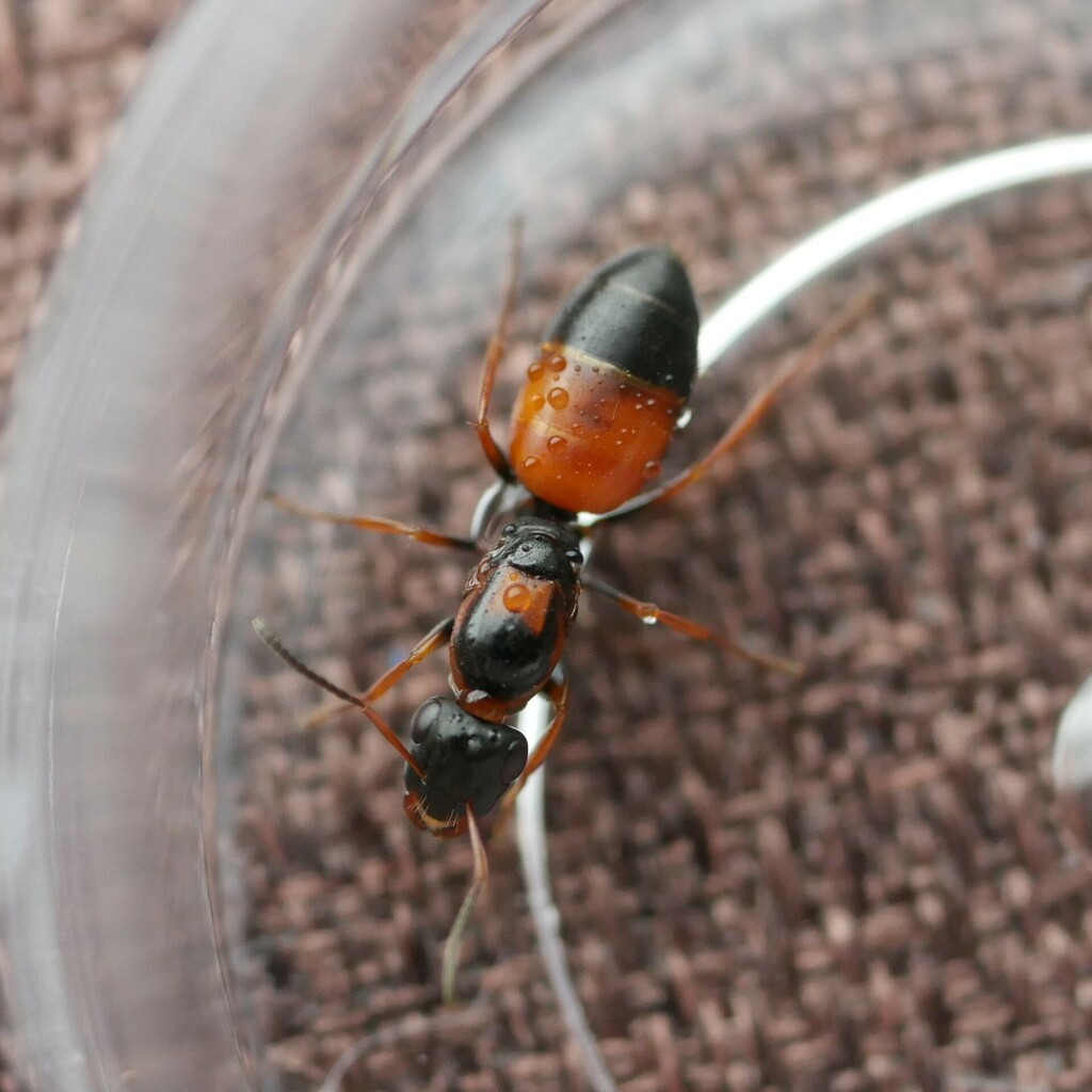 Painted Strobe Ant in November 2023 by bushreader. 9mm long. Area is ...