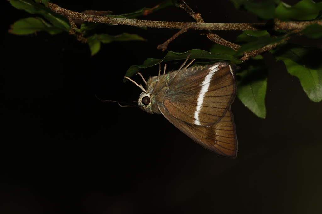 Narrow-banded Awl from Gold Creek Walking Tk, Upper Brookfield, QLD, AU ...