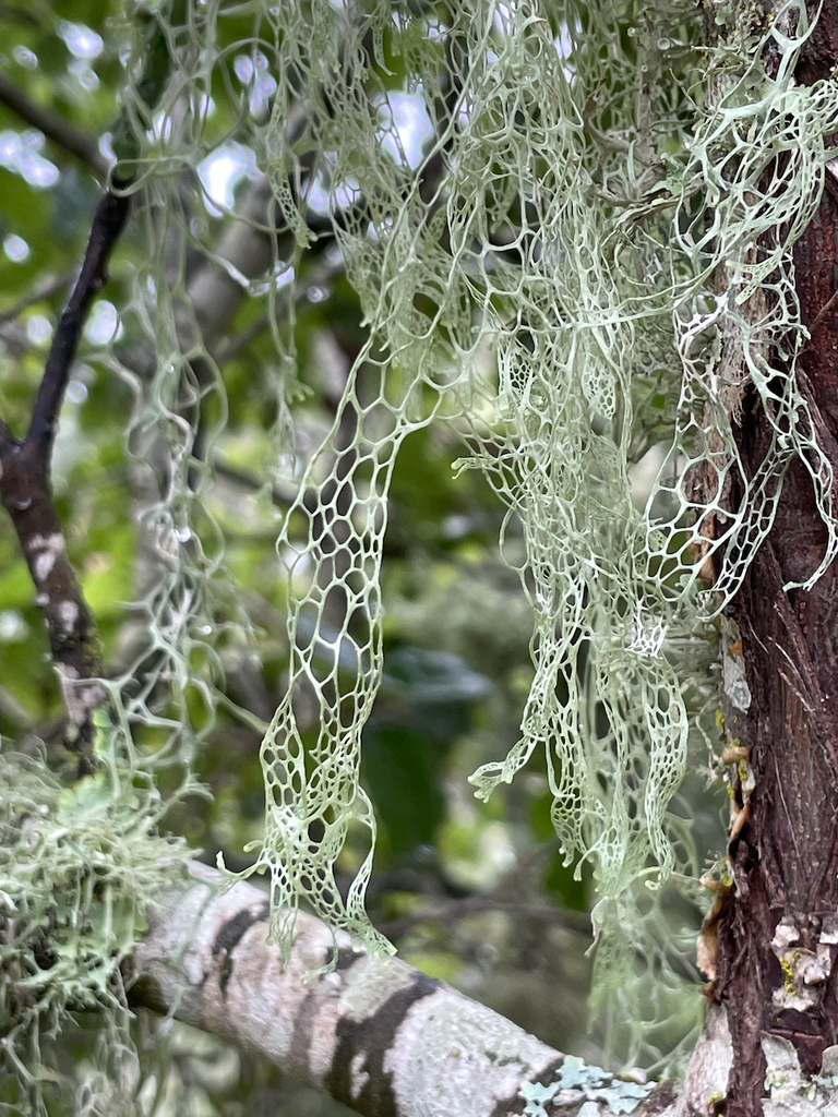 lace lichen from San Mateo County, CA, USA on February 17, 2024 at 11: ...