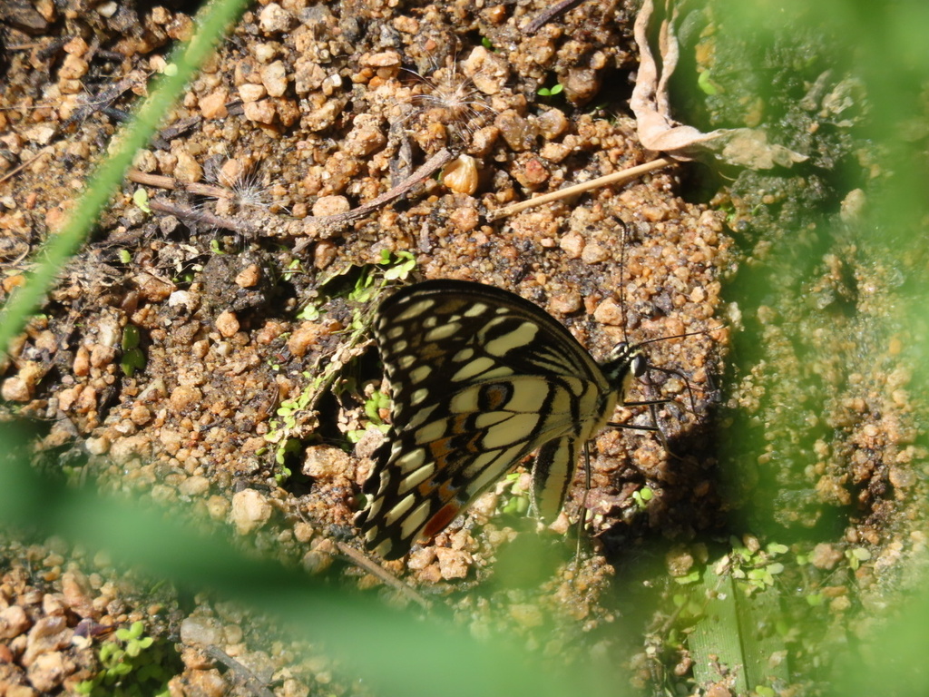 Lime Swallowtail from Oxley Creek Common, Rocklea, QLD, AU on February ...