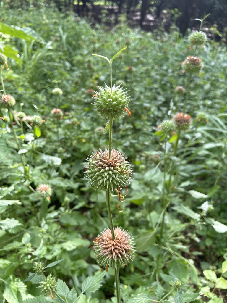 lion's ear from Hawaiʻi, Pahoa, HI, US on February 21, 2024 at 09:31 AM ...