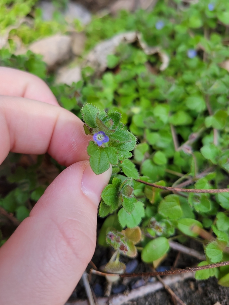speedwells from Richmond city County, US-VA, US on February 22, 2024 at ...