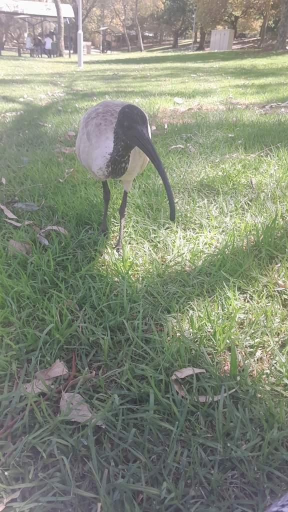 Australian Ibis from Tea Tree Lagoon, Claisebrook Lake, East Perth WA ...