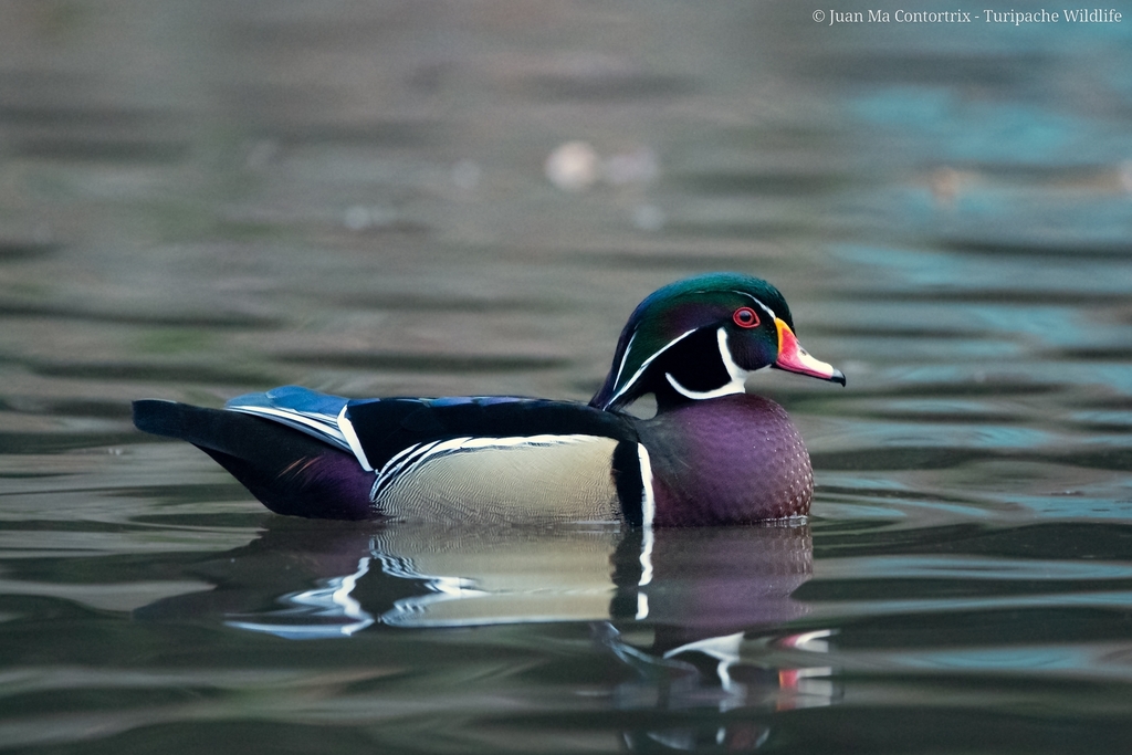 Wood Duck from Orange, California 92869, EE. UU. on January 22, 2024 at ...
