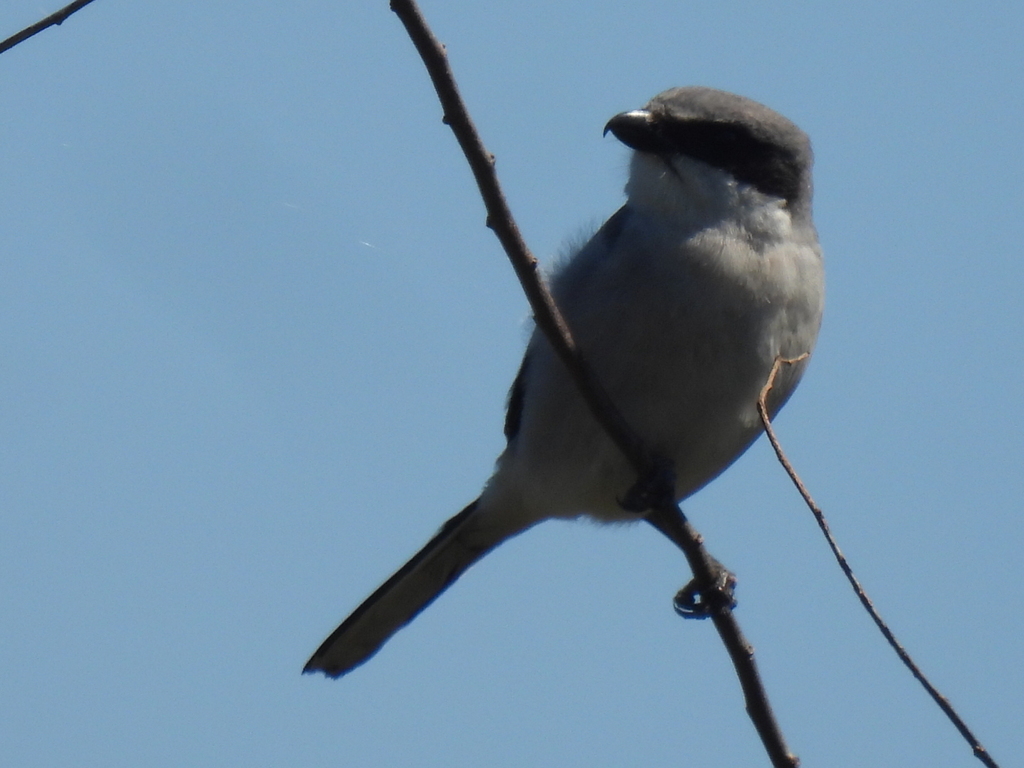 Loggerhead Shrike from San Jacinto Battleground State Historic Site ...