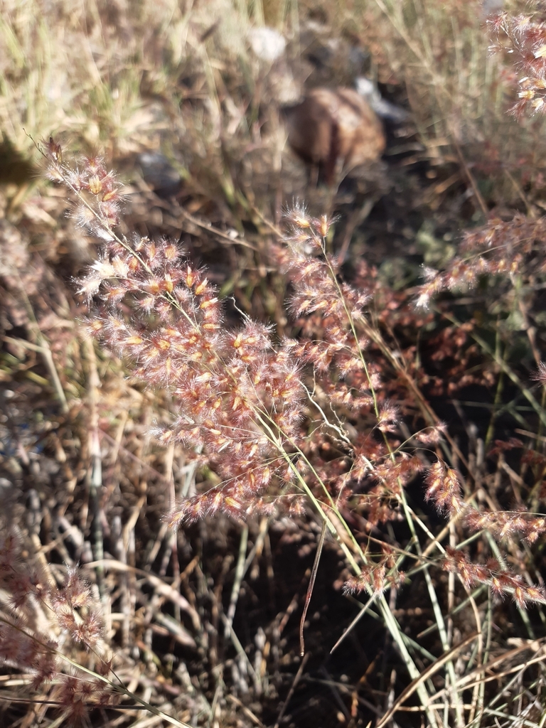 Natal grass from Parque Etnobiológico Ndamaxey on January 25, 2024 at ...