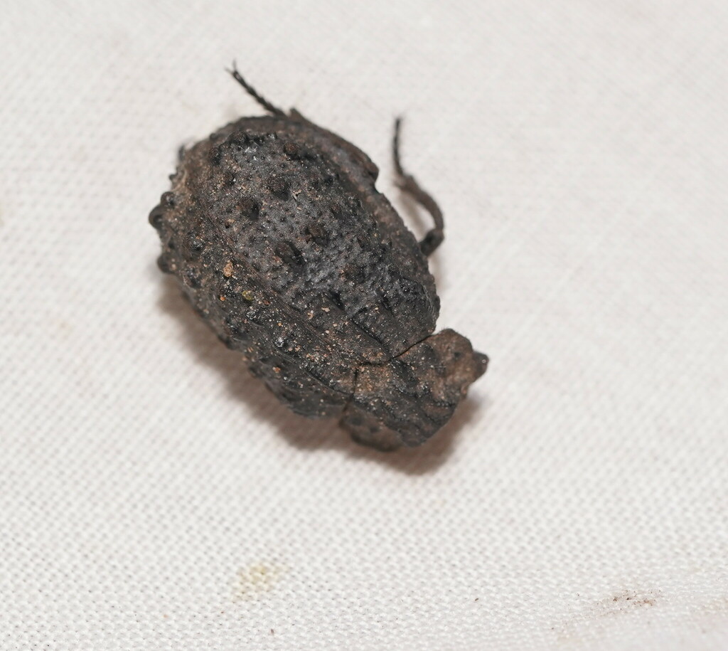Hide beetle from Lerderderg VIC 3458, Australia on February 21, 2024 at ...