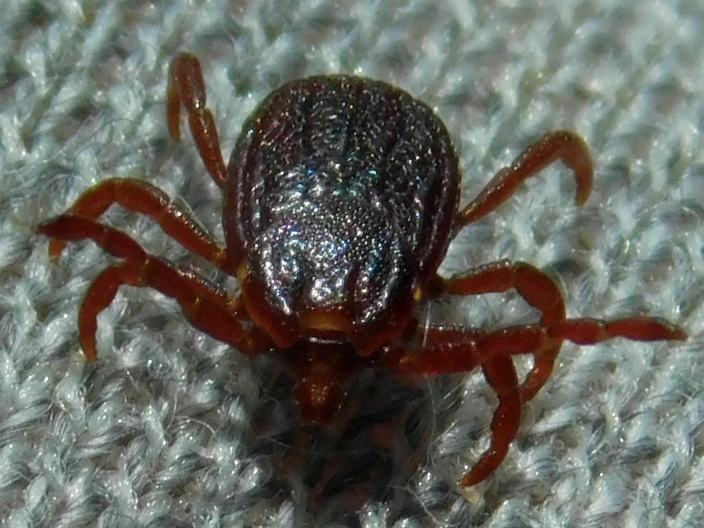 Brown Dog Tick from Bakenskop Genadendal, 7234, South Africa on ...