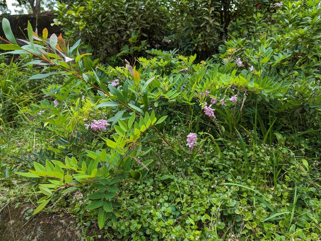 Chinese Indigo from Norman Lindsay Cres after Chapman Pde ...