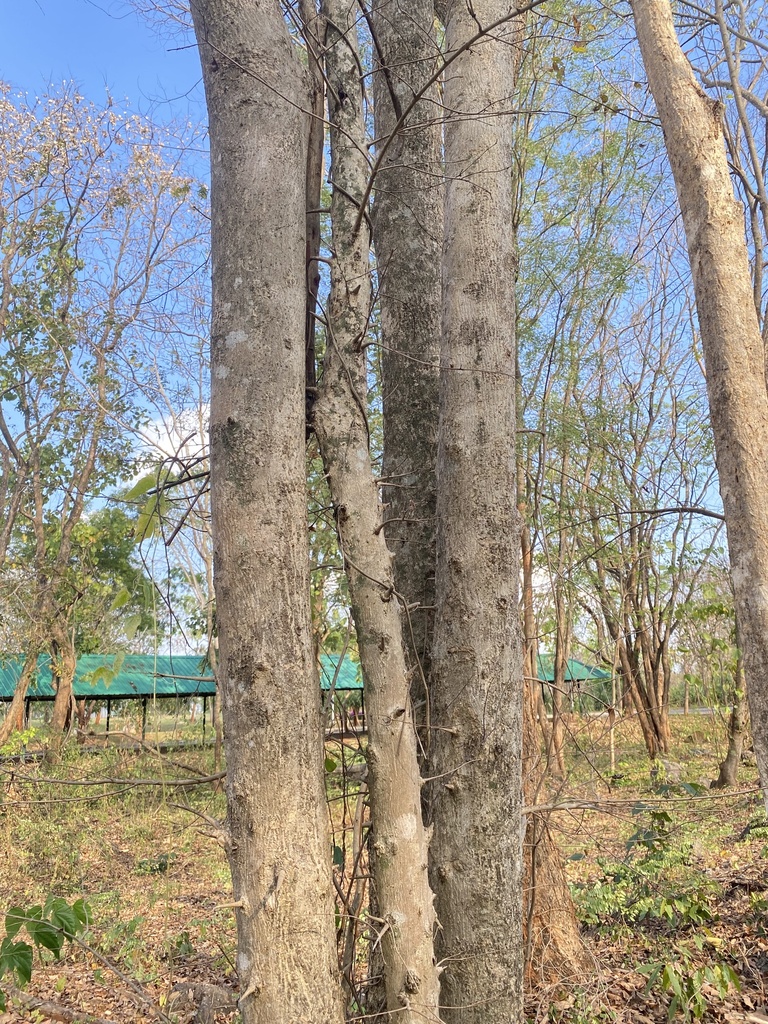 (Terminalia triptera) - Botanical Realm