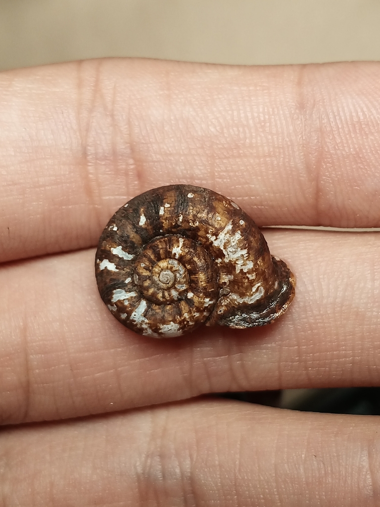 Spiraculum gredleri from 琼海 on February 23, 2024 at 04:53 PM by ...