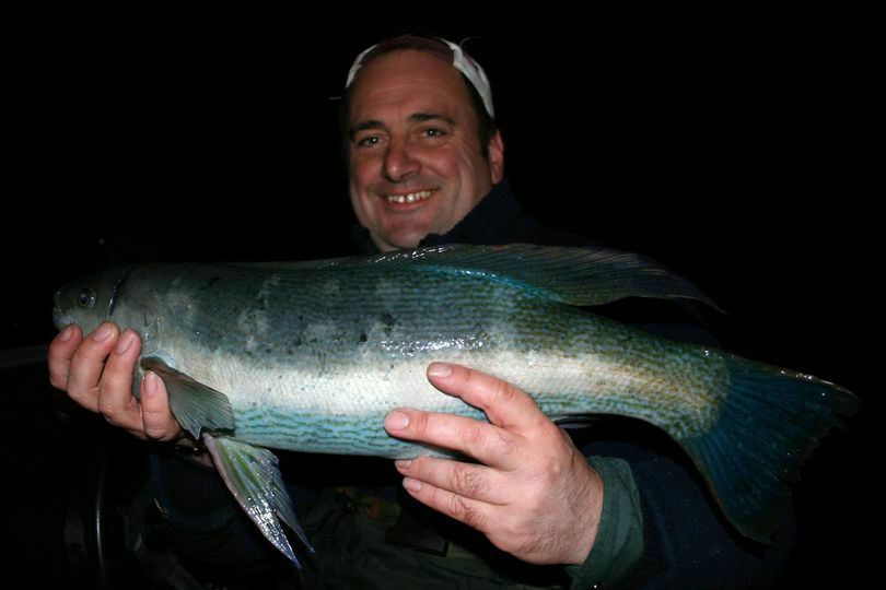 Green-boned Butterfish from Canterbury, New Zealand on May 20, 2004 at ...