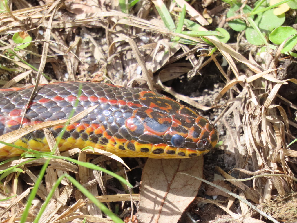 Rainbow Snake (Farancia erytrogramma erytrogramma) - Snakes and Lizards