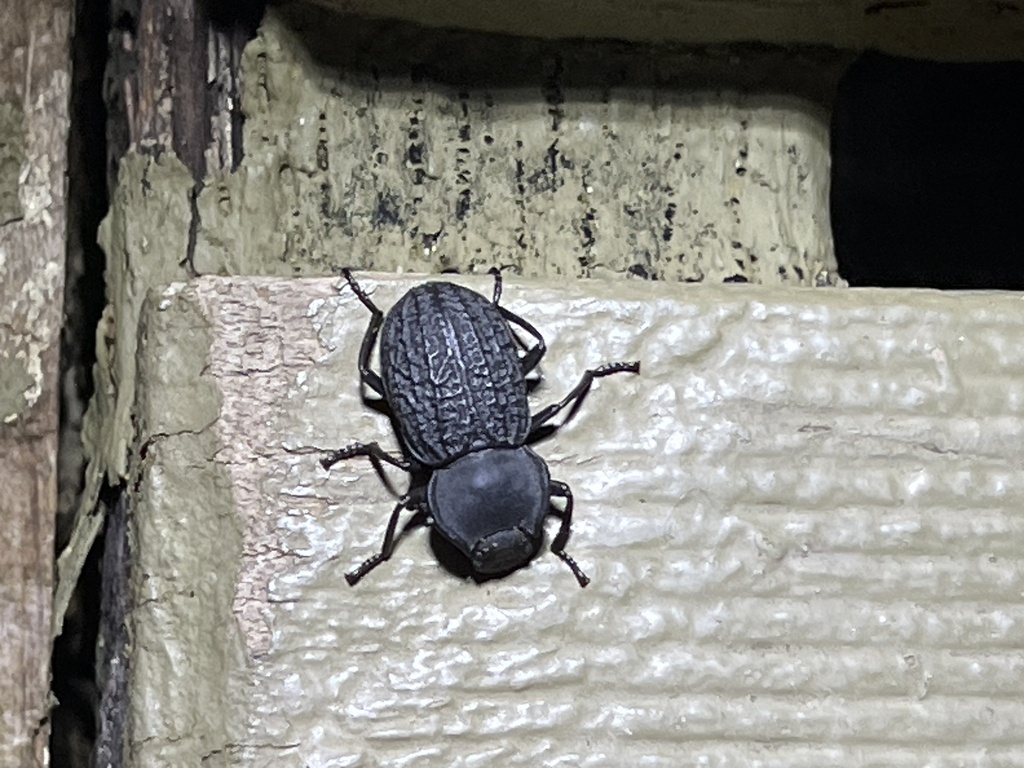 Cucujiform Beetles from Mitchell Hwy, Vittoria, NSW, AU on February 23 ...