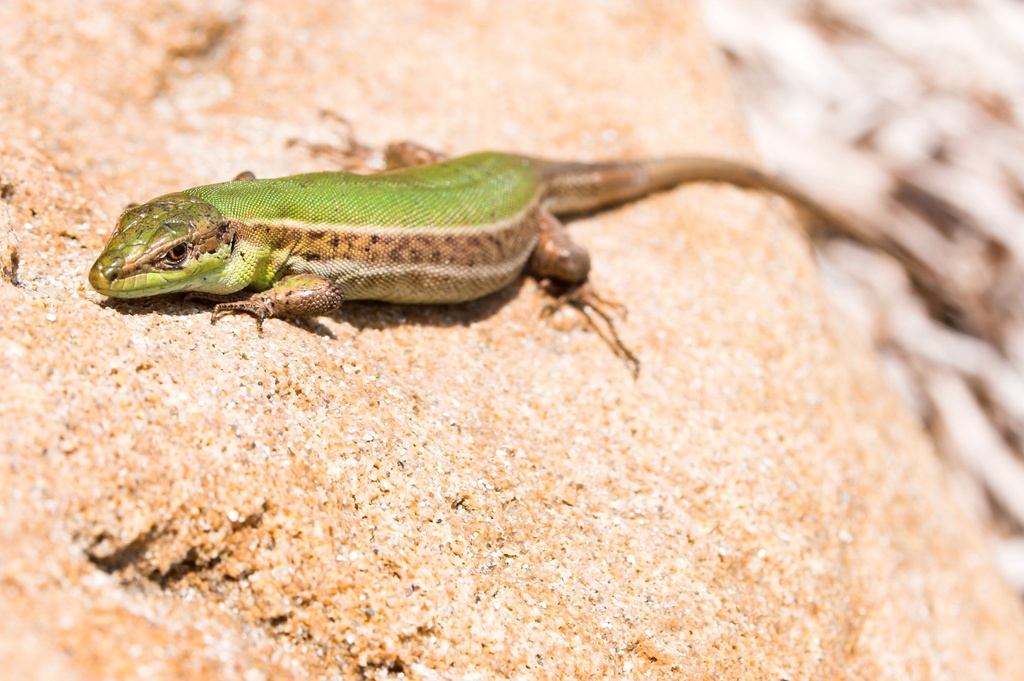 Ionian Wall Lizard from Iónské ostrovy, Řecko on May 27, 2006 at 10:28 ...