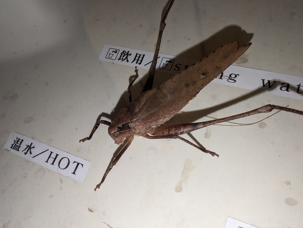 Mecopoda from 日本、〒891-3101 鹿児島県西之表市西之表 on February 17, 2024 at 06:29 AM by K_Kawashima · iNaturalist