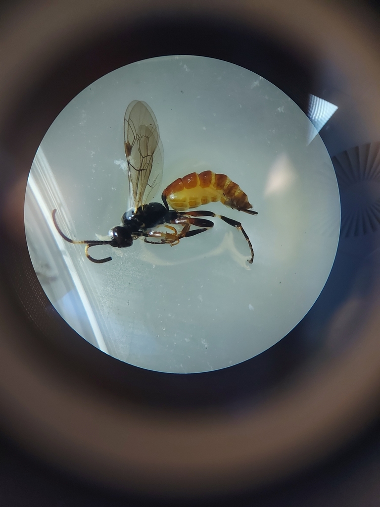 Phaeogenini from Stape, Pickering YO18 8HX, UK on February 23, 2024 at 10:40 AM by tomw2601 ...