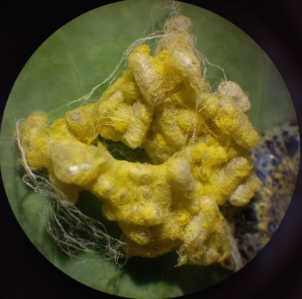 Cabbage White Parasitoid Wasp from Escola Pedro de Santarém on February ...