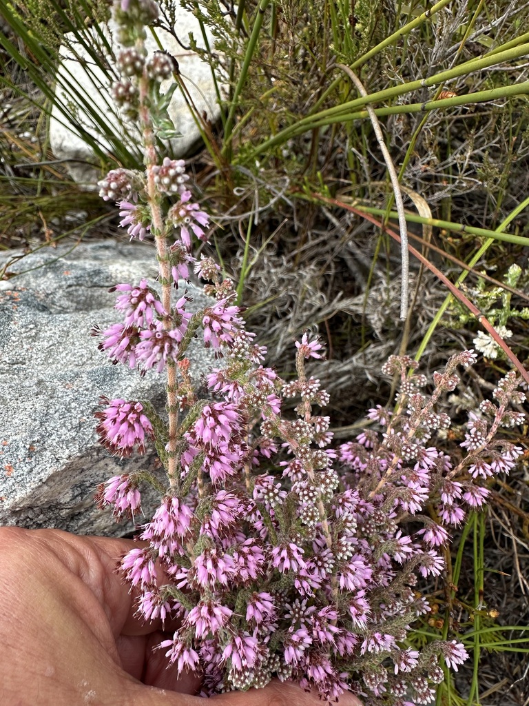 Erica globiceps consors from Overberg District Municipality, South ...