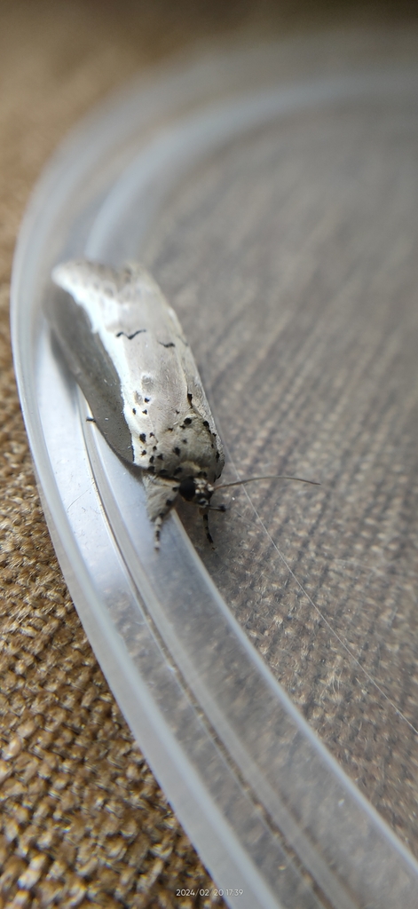 Butterflies and Moths from Edappally Toll, Unnichira, Koonamthai ...