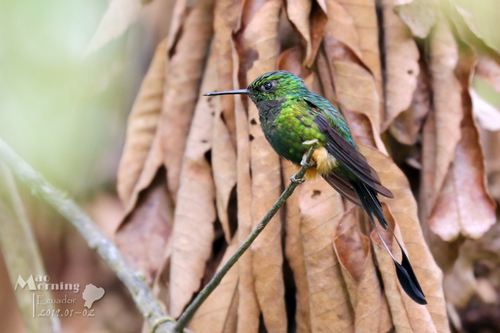 Peruvian Racket-Tail (Ocreatus peruanus) · iNaturalist