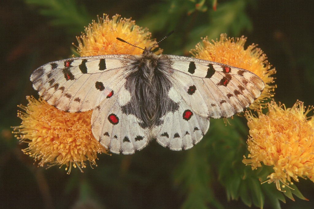 Common Red Apollo from Northern Areas, Northern Areas, Pakistan on July ...