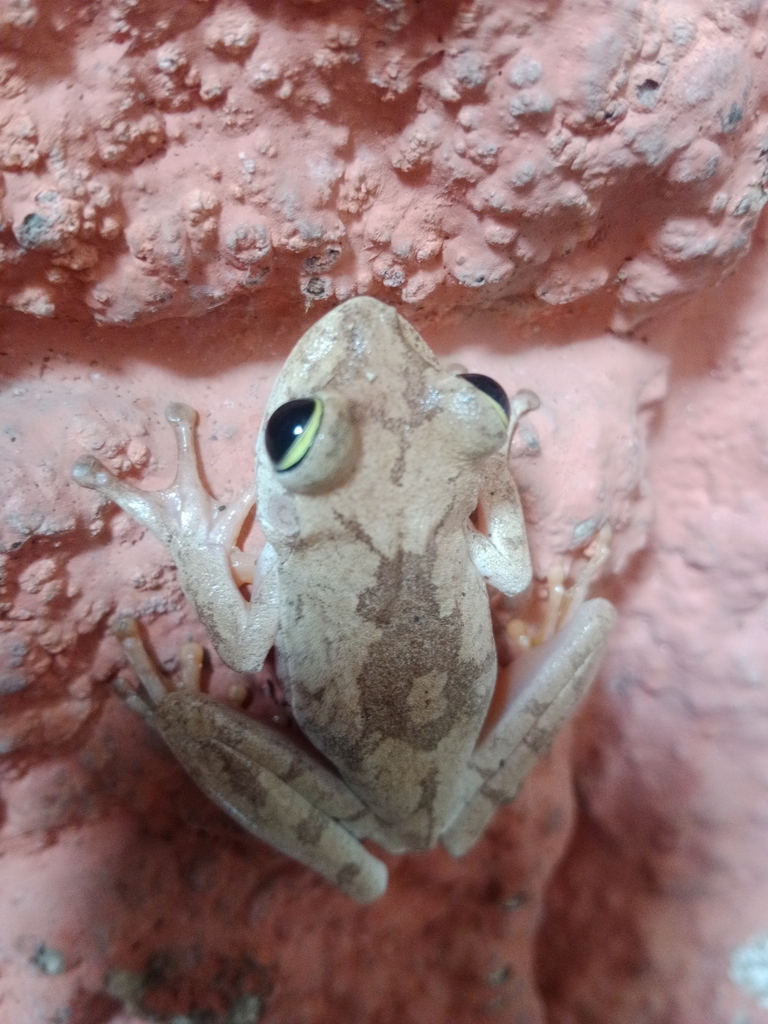 Banana Tree Dwelling Frog from Bucaramanga, CO-ST, CO on February 22 ...