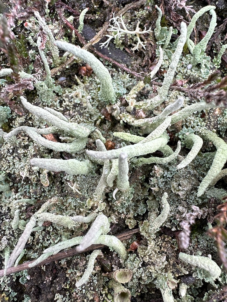 Common Powderhorn from Deelen, Gelderland, NL on February 23, 2024 at ...