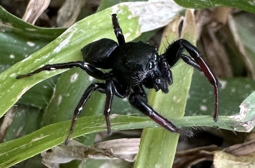 Transvaal sun jumping spider from North West, BW on February 17, 2024 ...