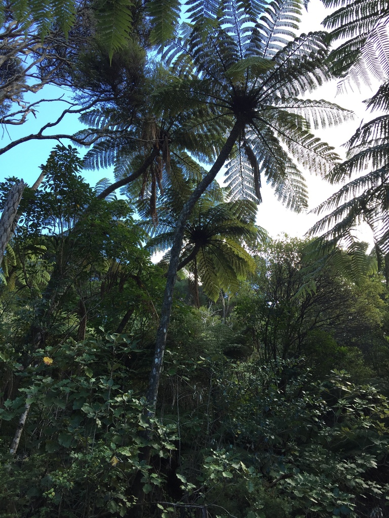 slender tree fern from 224–230 Schooner Bay Road, Great Barrier Island ...