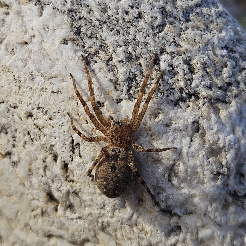 Zoropsis from Ag. Georgios, Greece on February 9, 2024 at 04:08 PM by ...