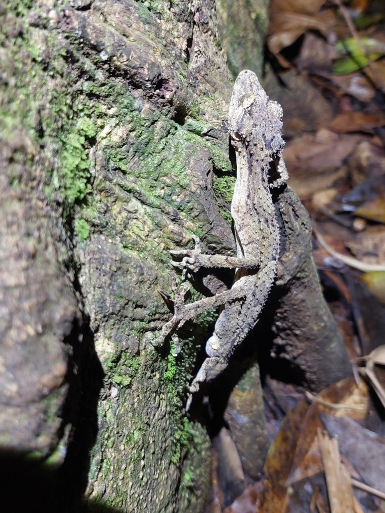 Southern Leaf-tailed Gecko from Tamborine Mountain QLD 4272, Australia ...