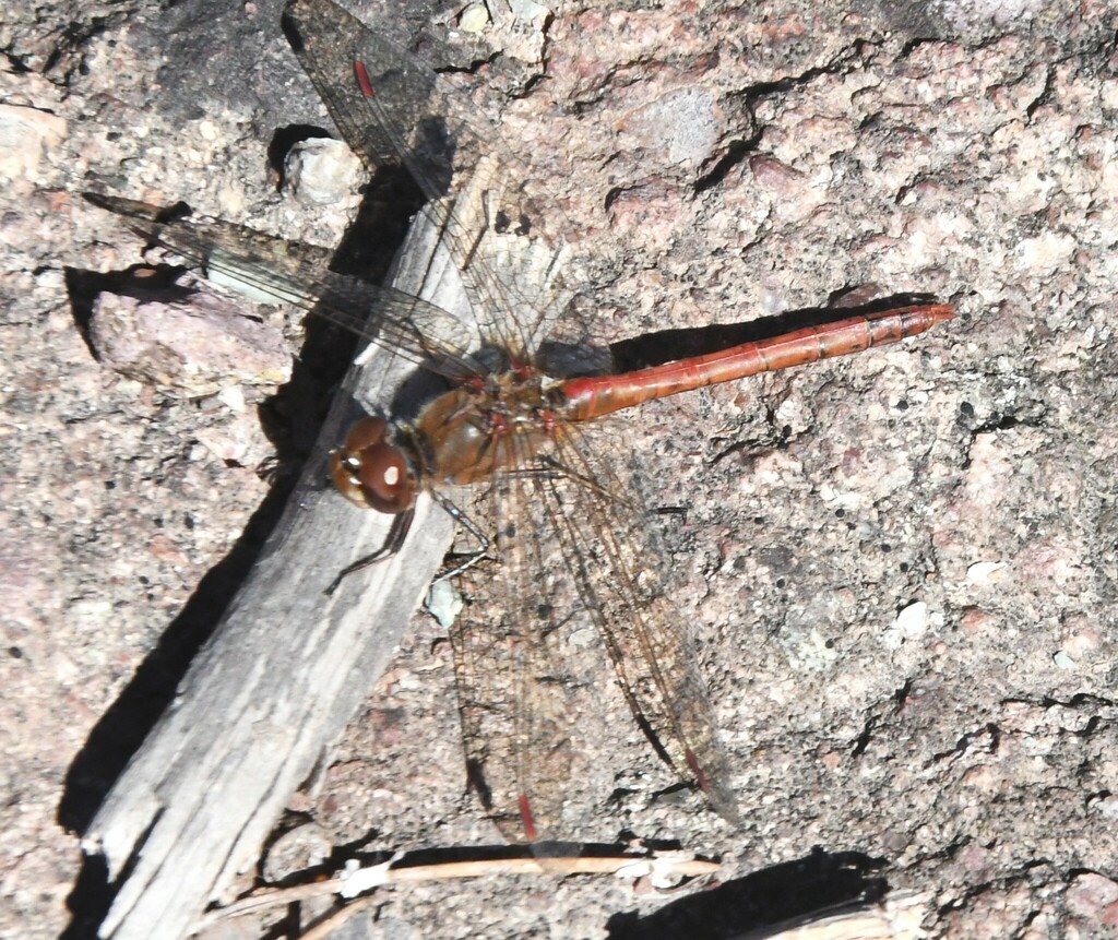 Common Darter from 83700 Saint-Raphaël, France on February 23, 2024 at ...
