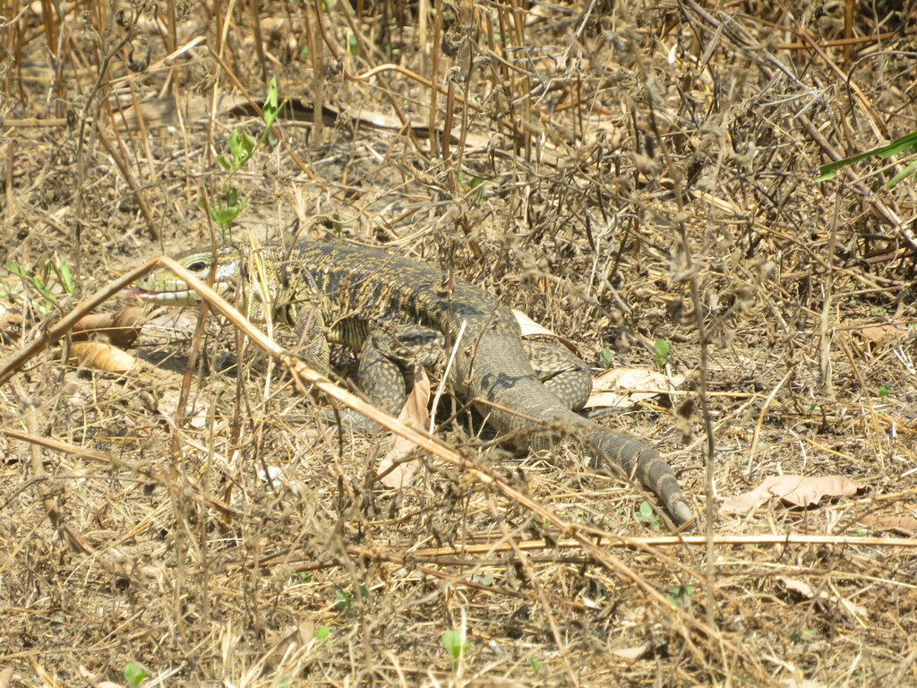Lobo pollero críptico desde San Carlos de Guaroa, Meta, Colombia el 22 ...