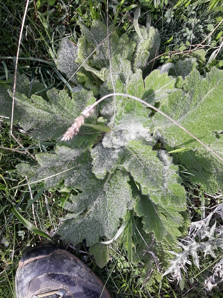 wavyleaf mullein in February 2024 by Karim Haddad · iNaturalist