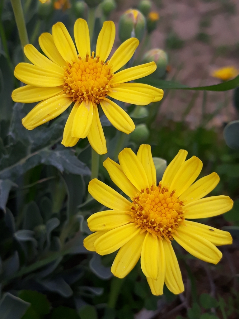 (Hertia cheirifolia) - Botanical Realm