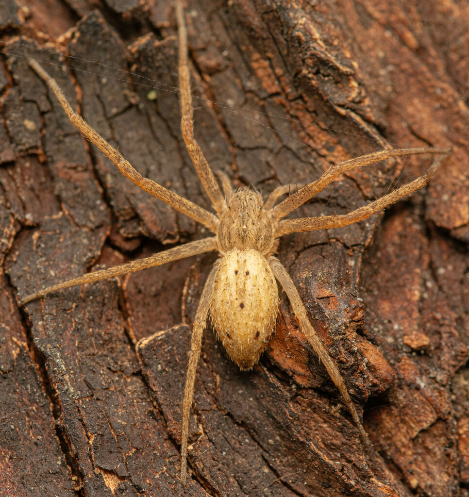 Orange running spider from Bojanala Platinum District Municipality ...