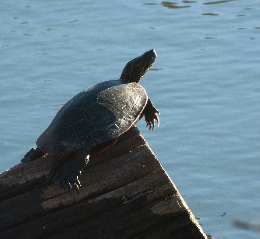Painted Turtle from Highland II, NE, USA on February 22, 2024 at 05:03 ...