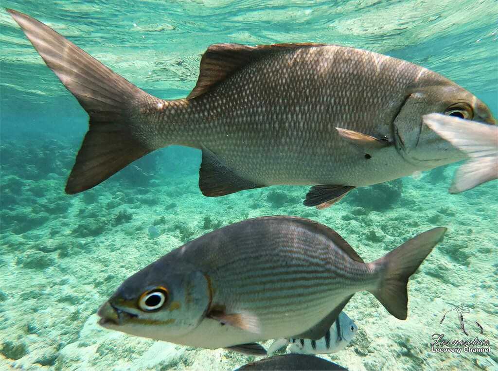 Chubs from Varadero, Cuba on March 16, 2023 at 05:22 PM by ...
