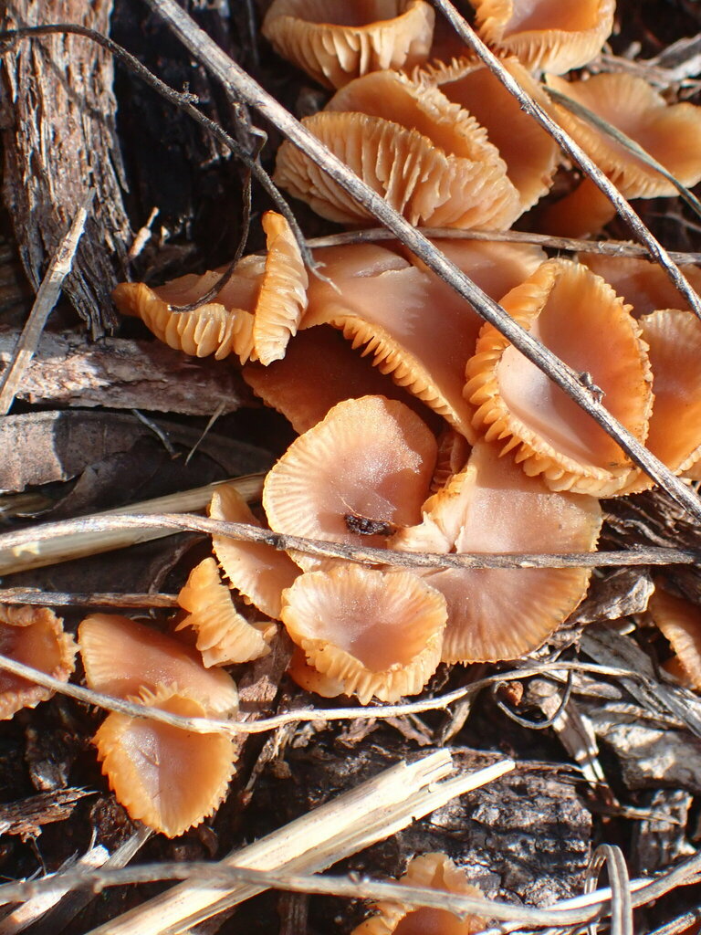 scurfy twiglet in February 2024 by Caleb Wardlaw. ??? growing out of a ...