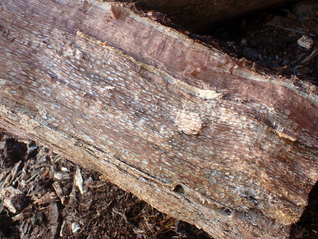 Fungi Including Lichens in February 2024 by Caleb Wardlaw. in oak ...